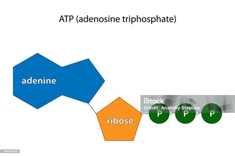 Adenosine Triphosphate Stock Illustration Download Image Now