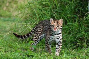Ocelot Habitat Where Do Ocelots Live Their Natural Range