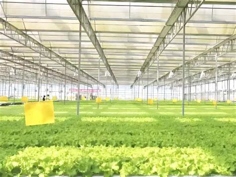 Commercial Hydroponic Lettuce Farming No Soil No Growing Seasons