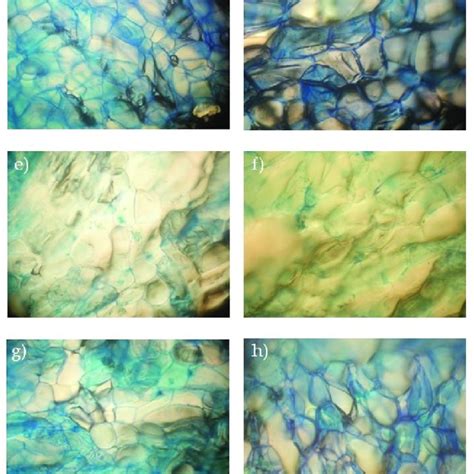 Cell Viability Of Parenchyma Apple Tissue Stained With Fda After Vacuum