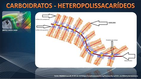 Polissacarídeos Heteropolissacarídeos Bioquímica Youtube