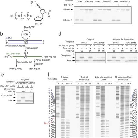 Single Nucleotide Insertion And Primer Extension With The Ds Pa Base