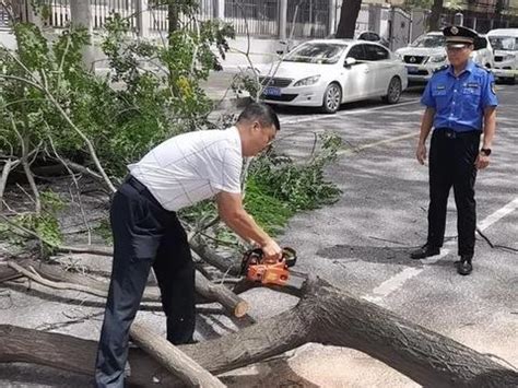 清理危树枯树 消除安全隐患 危树 绿化队 太安 新浪新闻