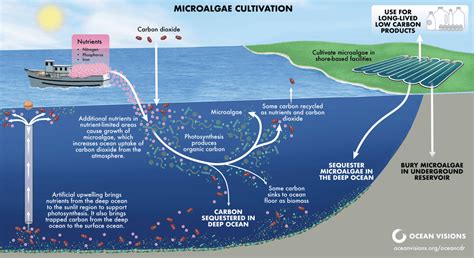 Startup Publishes Digital Roadmap For Microalgae Carbon Sequestration