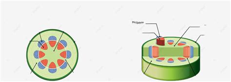 Diagram Showing Internal Stem Structure Design Graphic Artwork Vector Design Graphic Artwork