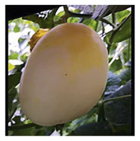 Sample Of Image Augmentation In Outdoor And Indoor Datasets A