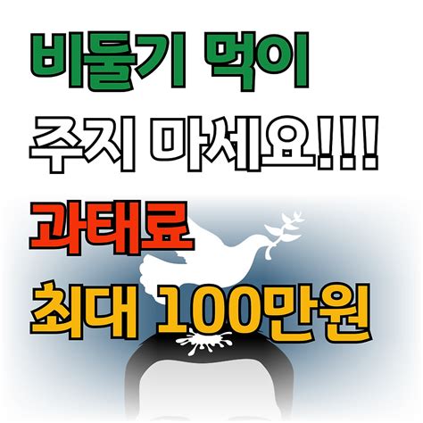 비둘기 먹이 주지 마세요 과태료 최대 100만원