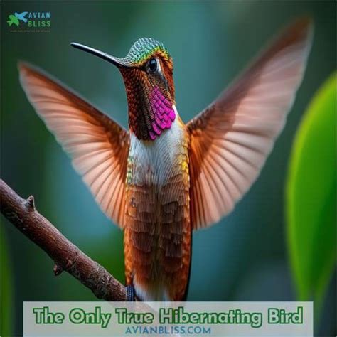 Do Birds Hibernate Or Migrate Uncovering Fascinating Winter Survival