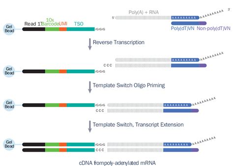 How Does Single Cell Rna Seq Work 10x Genomics