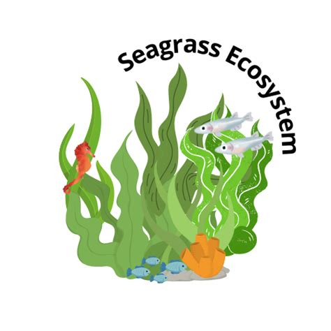 Seagrass Course Basic Marine Conservation Course