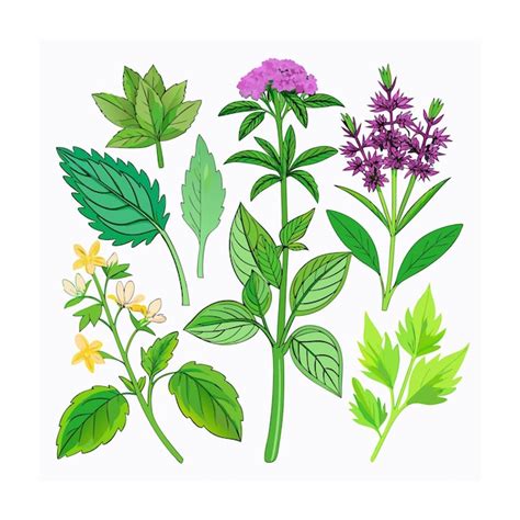 Premium Vector Realistic Beautiful Herbs Vector Illustration