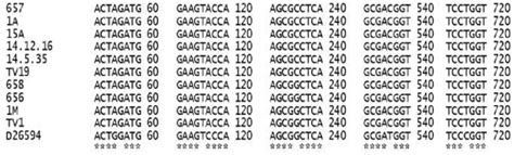 clustal w 2 1 multiple sequence alignment of chs2 exon2 showing single
