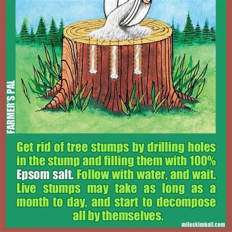 Natural Tree Stump Removal With Epson Salt