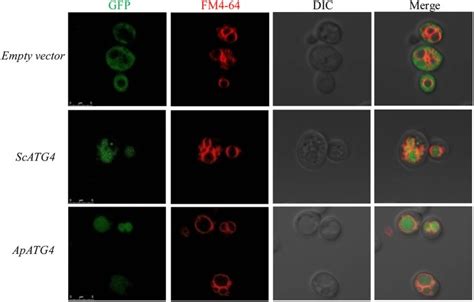 Functional Complementation Of Apatg4 In Atg4 Mutant Yeast Apatg4 Cdna Download Scientific