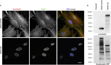 Proximity Dependent Biotinylation By Bioid Laa Control Download Scientific Diagram