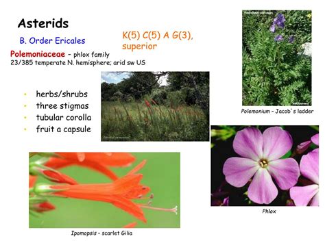 Ppt Asterids Powerpoint Presentation Free Download Id1610222