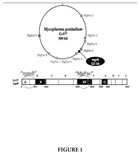 Compositions And Methods For Detection Of Mycoplasma Genitalium Eureka Patsnap