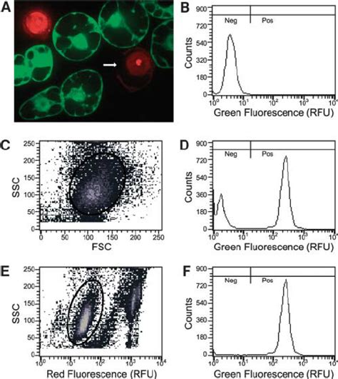 Propidium Iodide Staining Of Protoplast Preparations Im Proves Flow Download Scientific