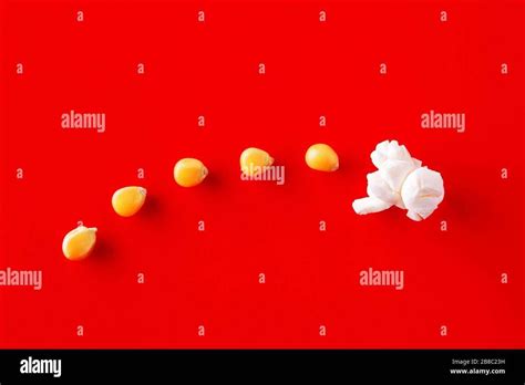 Transforming Grains The Journey Through A Rice Processing Plant Rice21 Grain Processing News