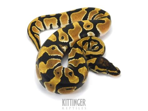 Od Dbl Het Sunset Clown 50 Het Hypo Ball Python By Kittinger Reptiles