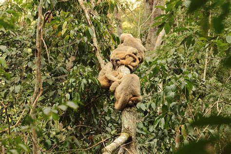 Researchers Use Monkey Feces To Understand Mating Strategies Of