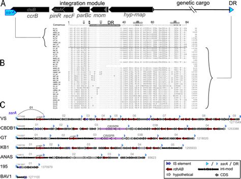 General Structure Of Ssra Genomic Islands Ssra Gis A Generalized