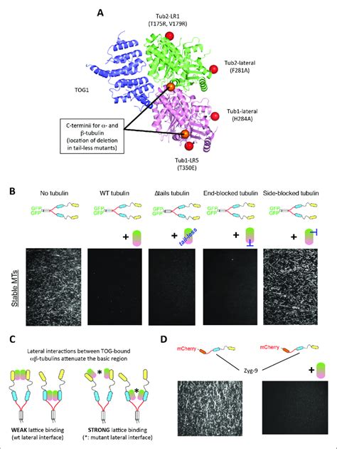 Unexpected Antagonism Between Tog Ab Tubulin Engagement And Download Scientific Diagram