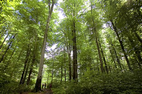 Importance Of Forests WWF