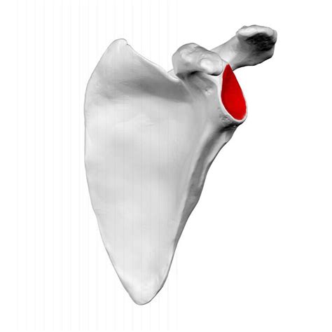 Glenoid Cavity Alchetron The Free Social Encyclopedia