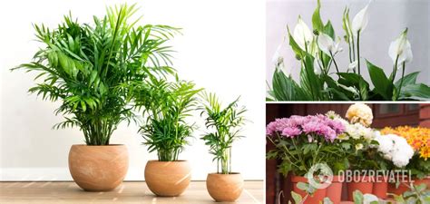 Які кімнатні рослини очищають повітря від токсинів дослідження Nasa Oboz Ua