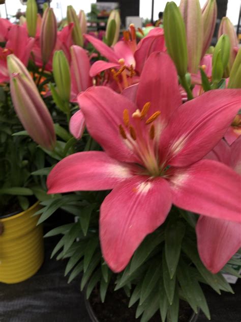 Rose Lis Photo Gratuite Sur Pixabay Pixabay