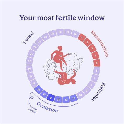 When Should You Take An Ovulation Test Kin Fertility