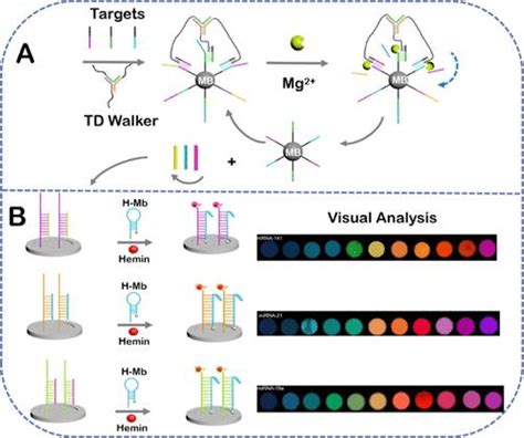 Tripedal Dna Walker As A Signal Amplifier Combined With A Potential Resolved Multicolor