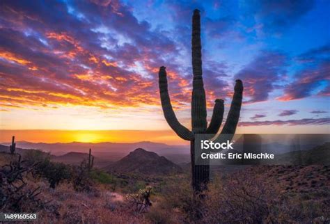 Saguaro Cacti And Sonoran Desert Landscape During An Epic Sunrise Near