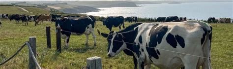 Fipl Grant Identifies How To Attract More Farmland Birds South Devon