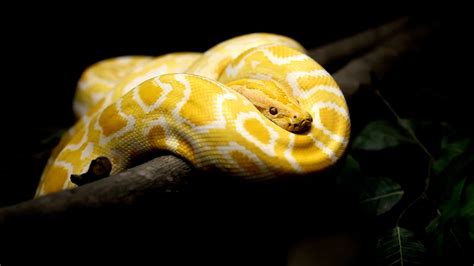 Netvormige Python Videos Download 7 Free 4k And Hd Stock Footage Clips