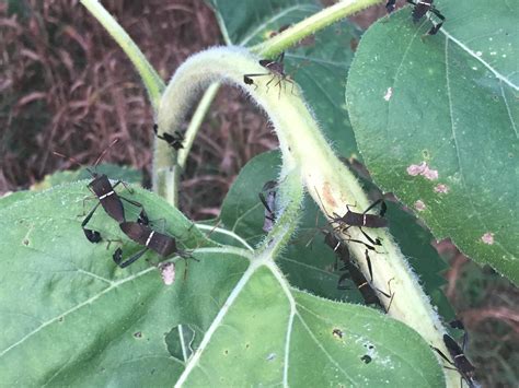 What Are These These Inch Long Bugs Congregate On My Sunflowers In Georgia And Fly Away When I