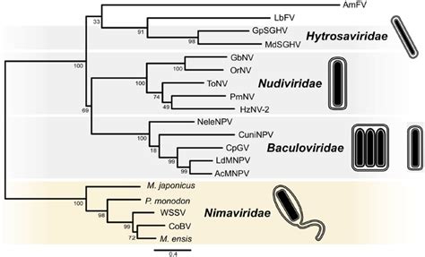 Taxonomic Hierarchy Of Families Of Nuclear Arthropod Large Dna Viruses Download Scientific