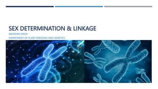 SEX DETERMINATION LINKAGE Pptx Genetics Science