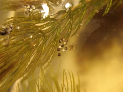 African Dwarf Frog Eggs Newts And Salamanders Portal