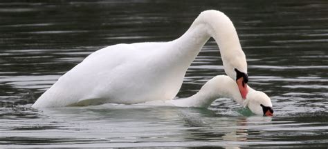 About Mute Swans Mute Swan Society