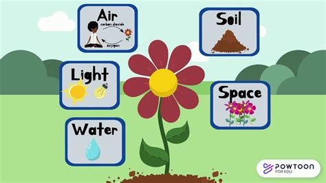What Do Plants Need To Live Bbc Bitesize At Terry Summers Blog