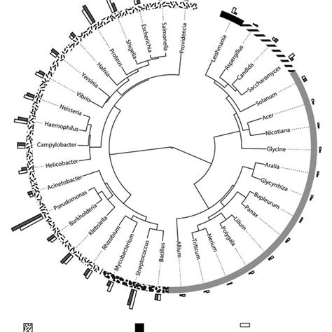 phylogenetic tree built using the results of clustering of the most