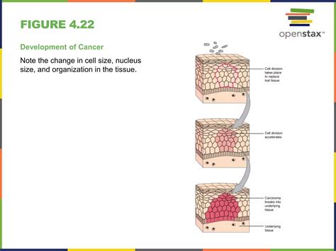 Open Stax Anatomyand Physiology Ch04 Ppt