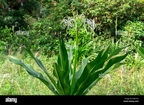 Are Crinum Lilies Poisonous To Cats At Dustin Richards Blog