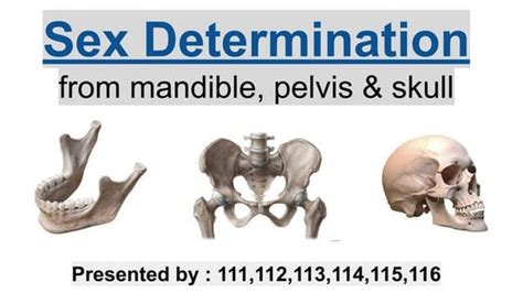 Sex Determination Through Human Skullpptx