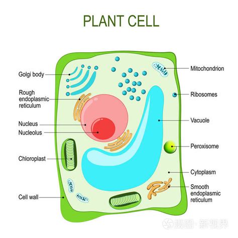 植物细胞解剖。截面。真核细胞的结构。您的设计教育医学生物和科学用途的向量图插画 正版商用图片0rdlpi 摄图新视界