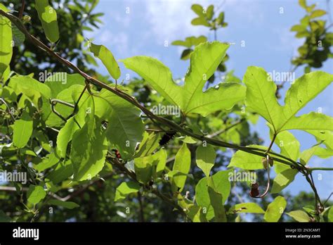 View From The Bottom Of A Passion Fruit Vine And A Aristolochia Indica