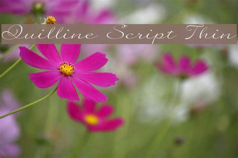 quilline script thin font