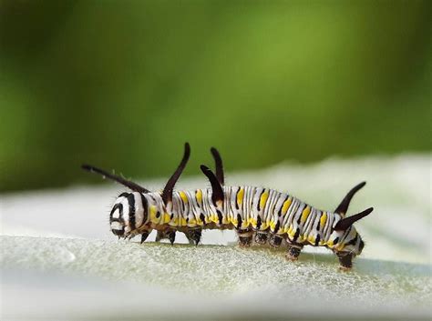 Teman Si Komo Ulil Samsung Members